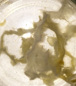 My biofilm and parasitic plant exorcism – How I Recovered