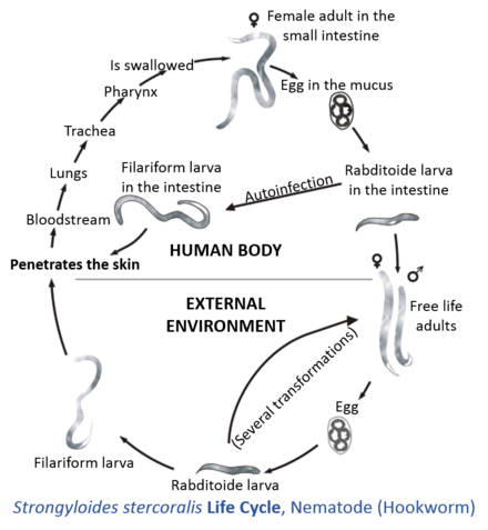 Strongyloides POSITIVE – How I Recovered